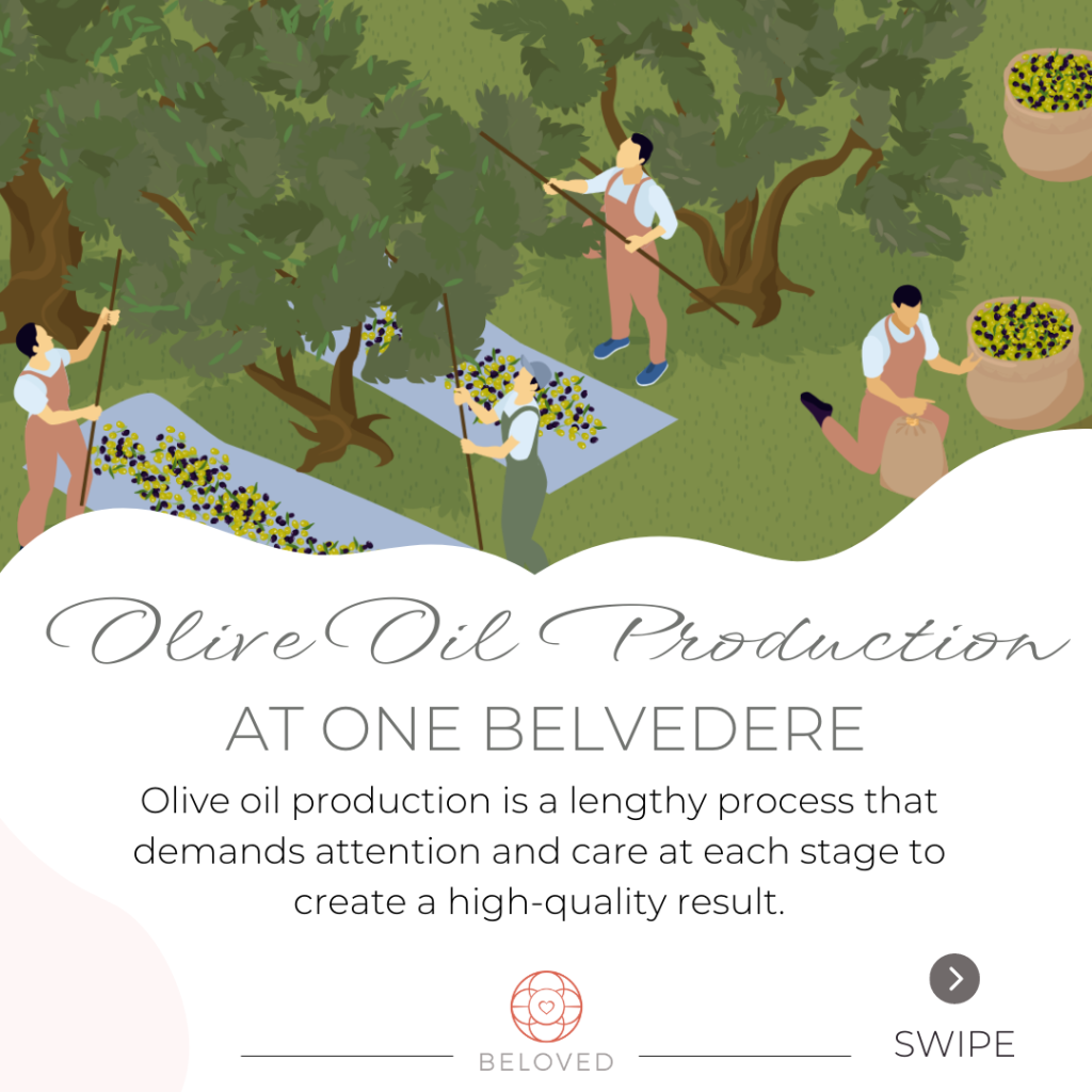 Sustainable olive oil production: a process of care and quality
