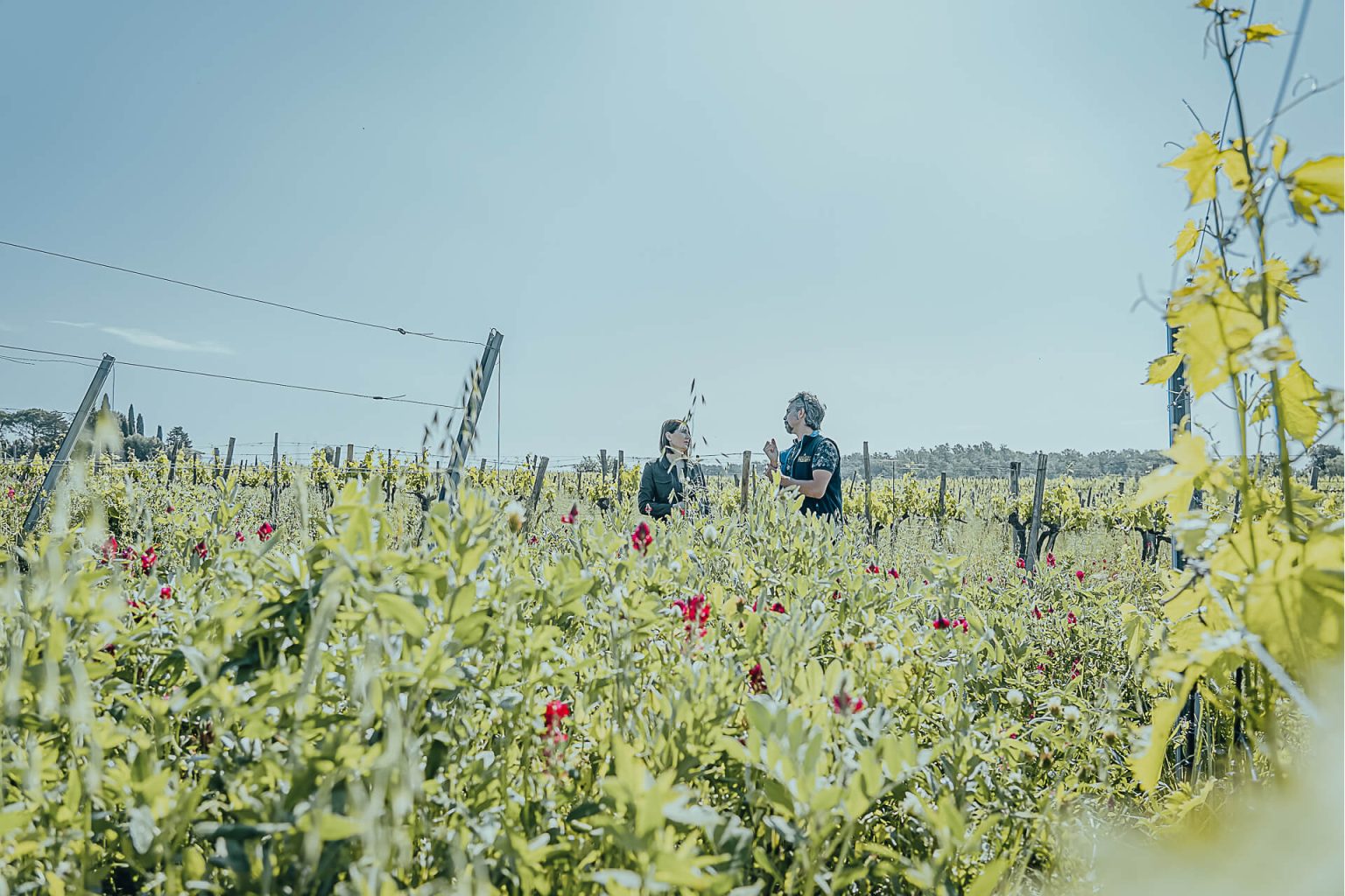 Pedology: Soil Formation, Layers, Properties & Management Insight