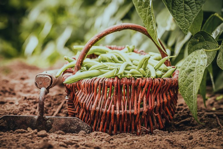 Broad Beans Explained: Nutrition, Growing Guide & Harvesting Tips