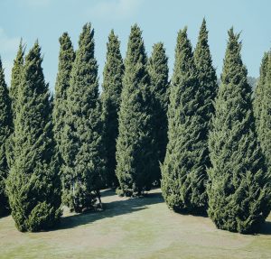 Exploring tuscany's landscape: the cypress trees and beyond